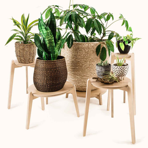 Japandi Plant Stands | Home Decor | Premium Wood | Made In NZ | Work ...